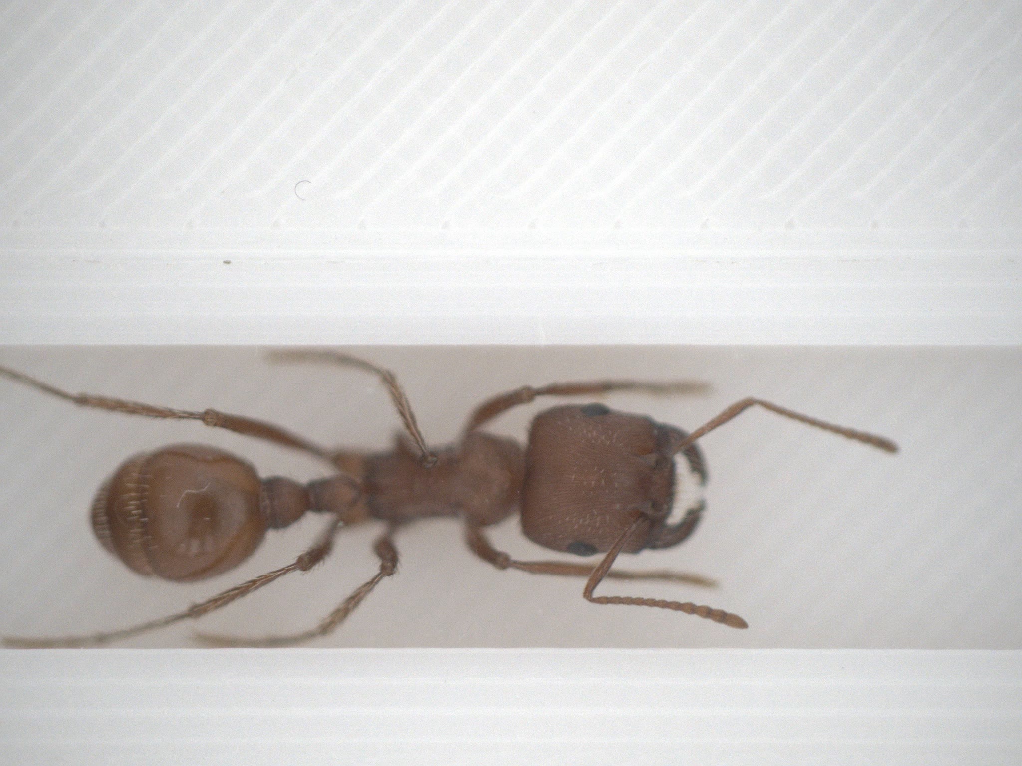 ant_body_detect Object Detection Dataset and Pre-Trained Model by antid