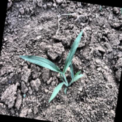 wheat Object Detection Dataset by dingchisdc