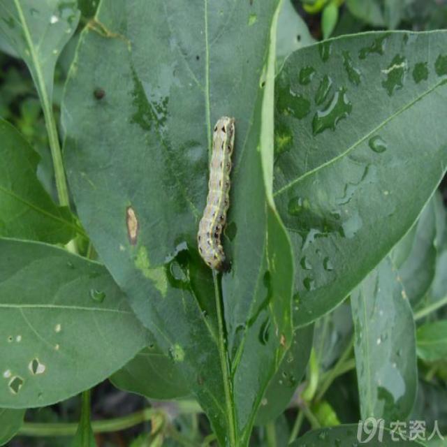 data Object Detection Dataset by awn