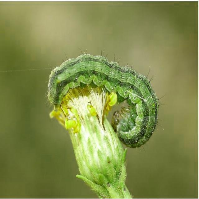 awn - Roboflow Universe