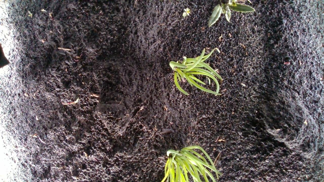 Weed Detection Object Detection Dataset And Pre Trained Model By