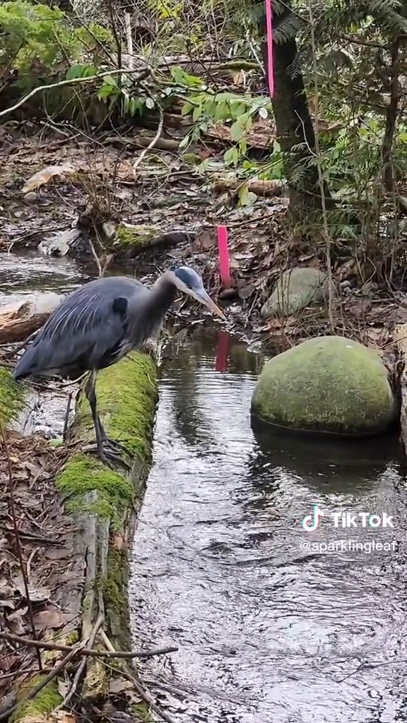 Heron Object Detection Dataset and Pre-Trained Model by MyWorkspace