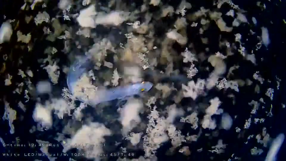 fanhua Object Detection Dataset and Pre-Trained Model by lin