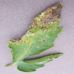 How to Use the tomato-disease Object Detection API