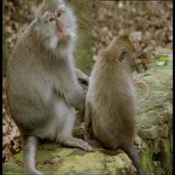 Monkey detection - Roboflow Universe