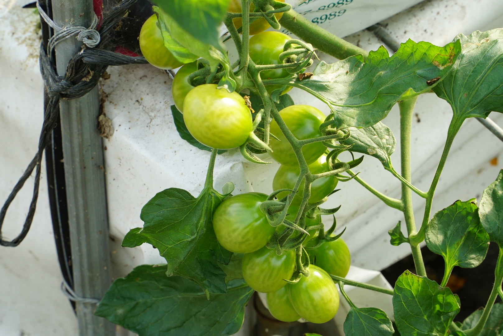 Top Green_unripetomato Datasets and Models | Roboflow Universe