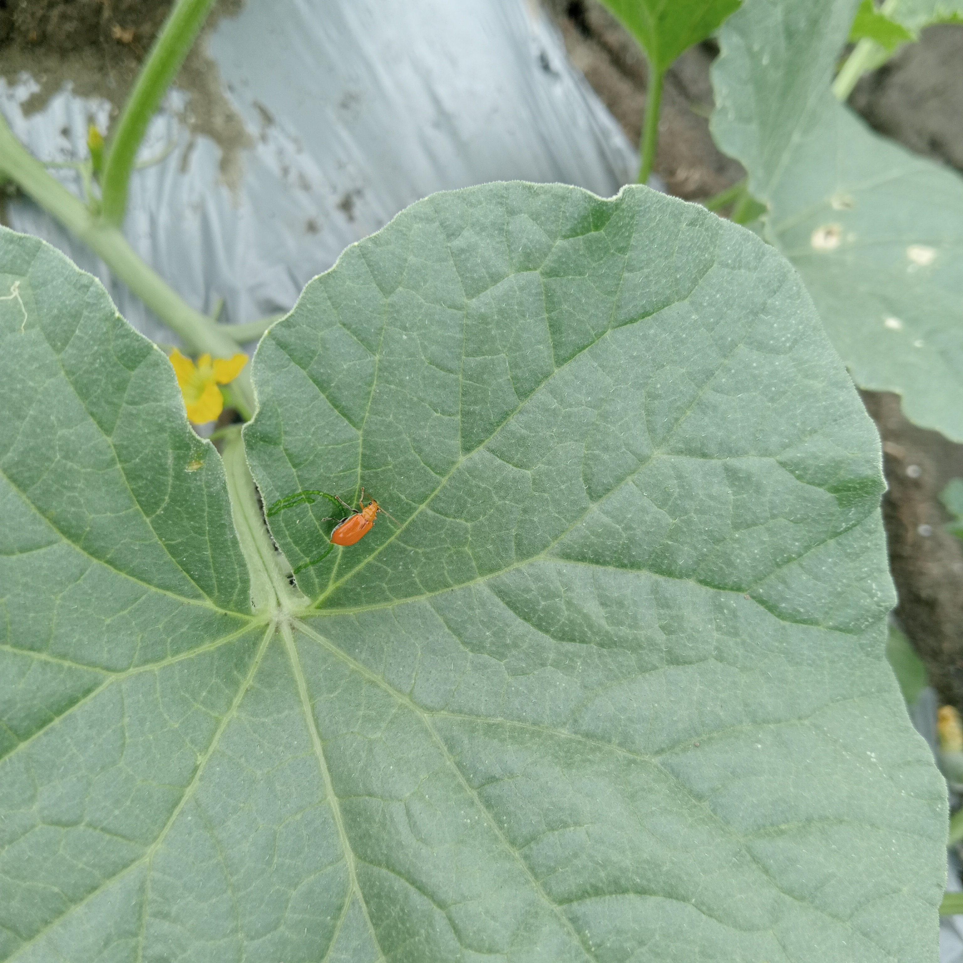 Melon Pests Object Detection Model by Trisha Mae