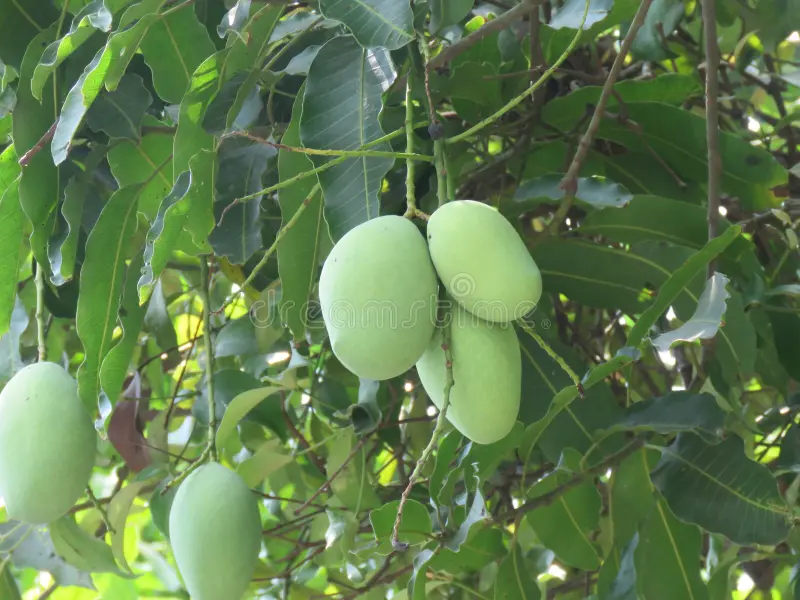 Mango detection Object Detection Dataset and Pre-Trained Model by Project