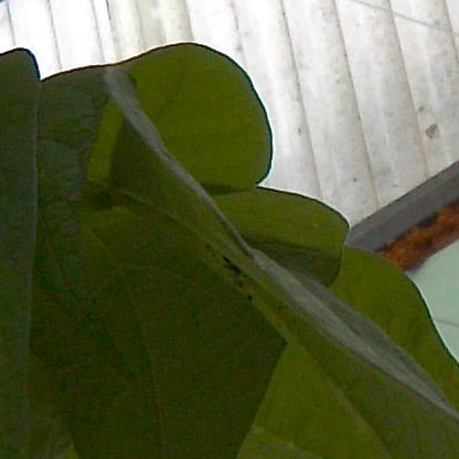 black-aphids Object Detection Dataset by Plaga