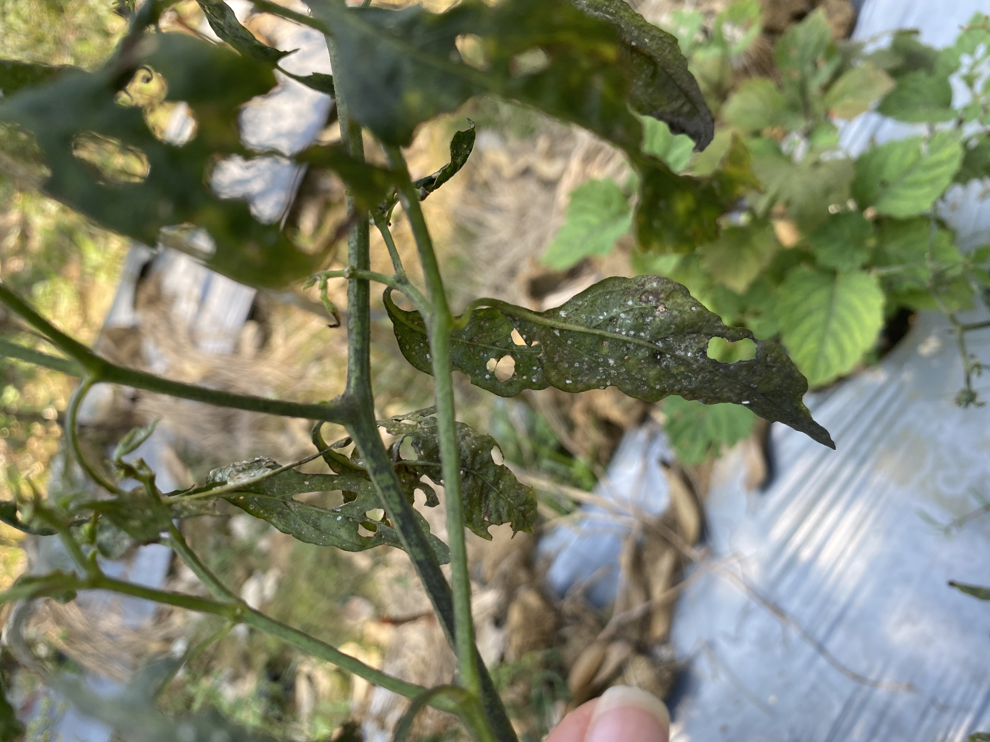 capstone Object Detection Dataset and Pre-Trained Model by apis