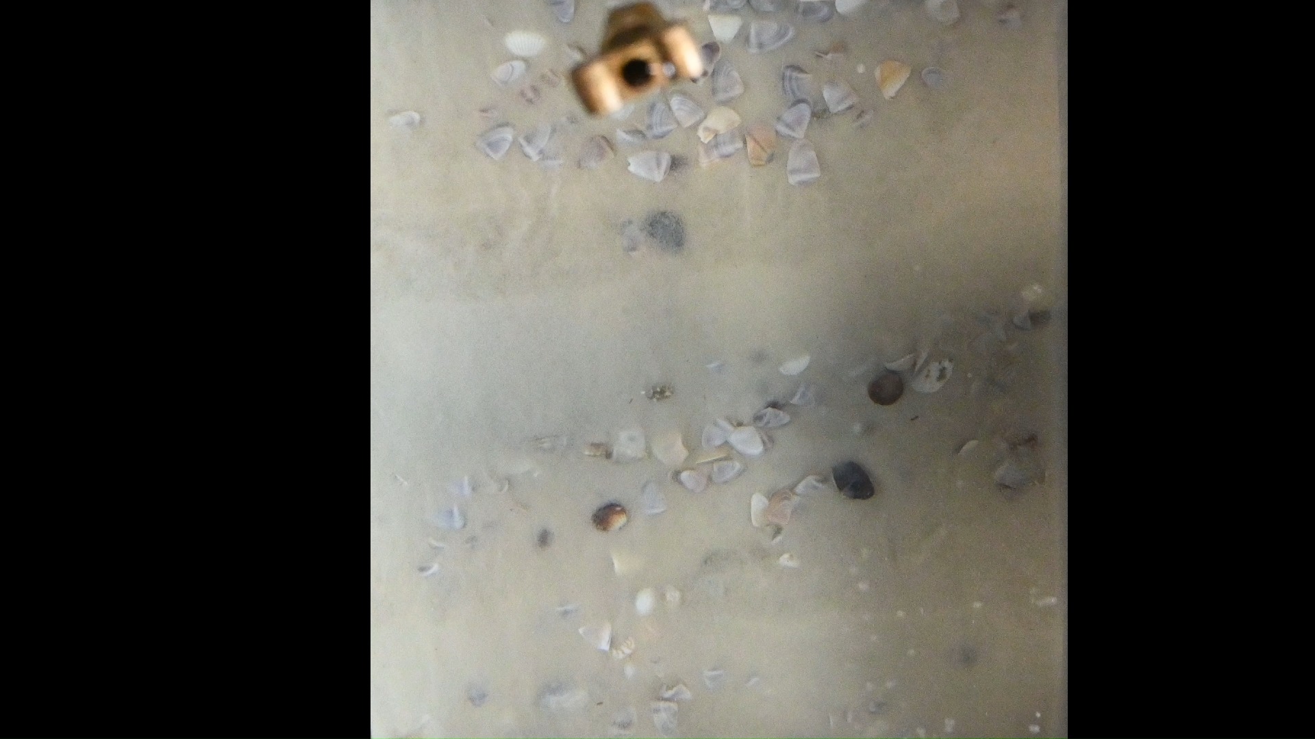 How To Use The Seashell Tracker Object Detection Api