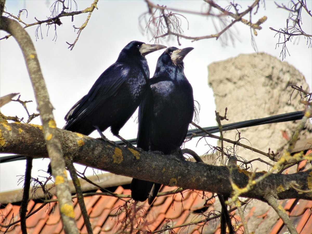 Ravens detection Dataset and Pre-Trained Model by DLmaster