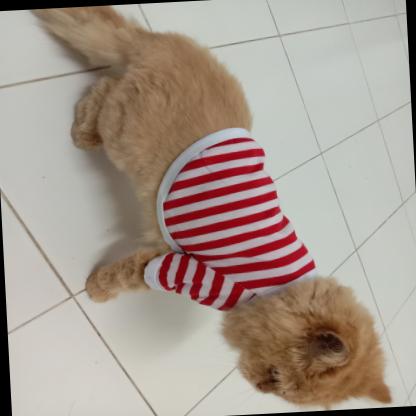 Animal Detection phase 1 Object Detection Dataset by GimmeThatCache