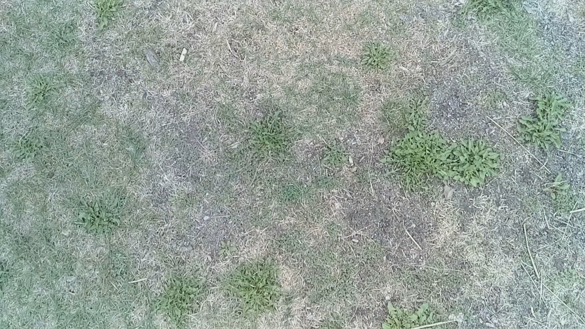 weeds in field Object Detection Model by nis