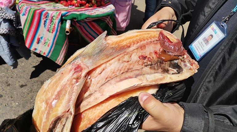 Peces Malos Object Detection Dataset By Identificacion De Peces