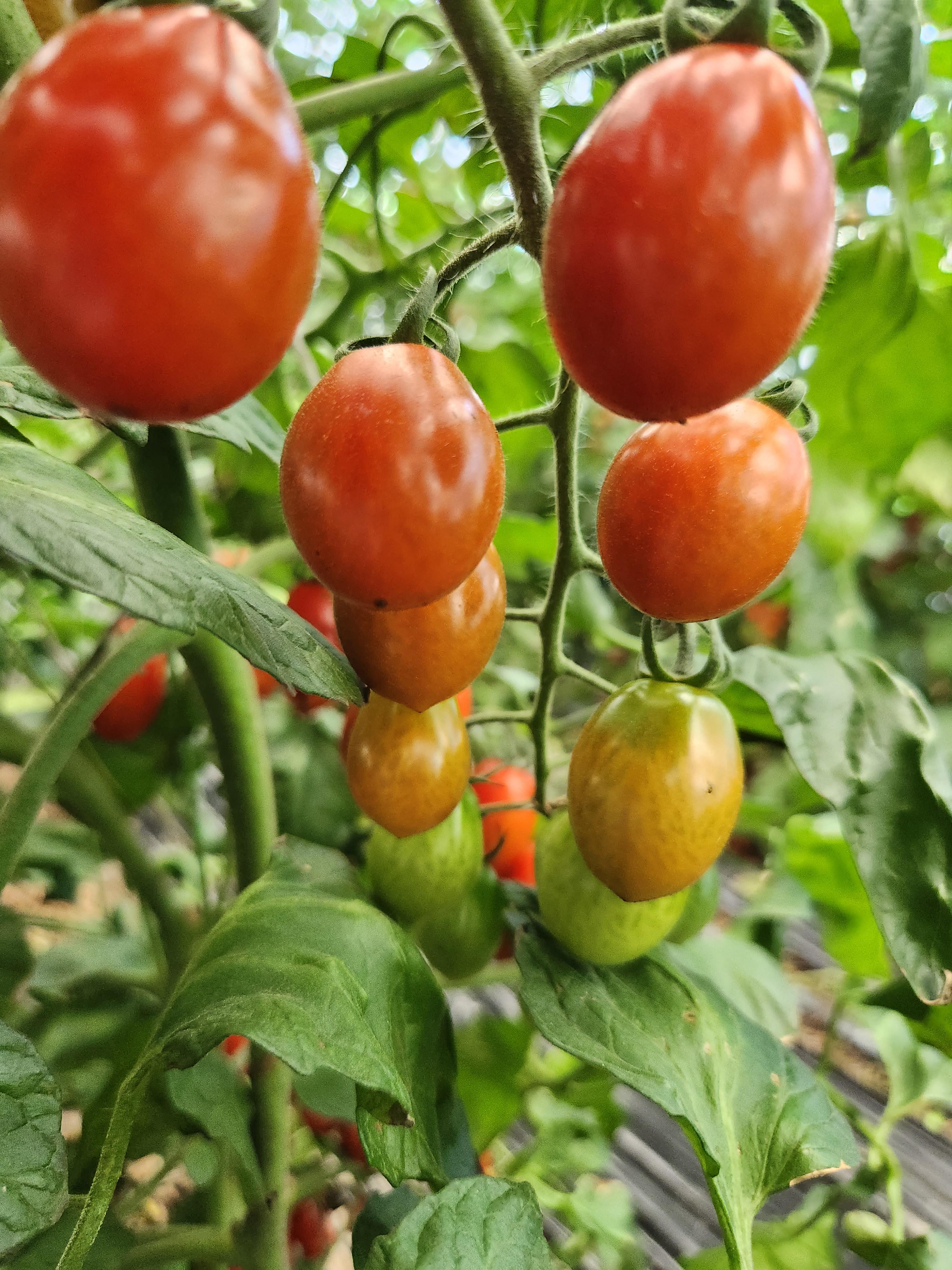 tomato Object Detection Dataset and Pre-Trained Model by gothu