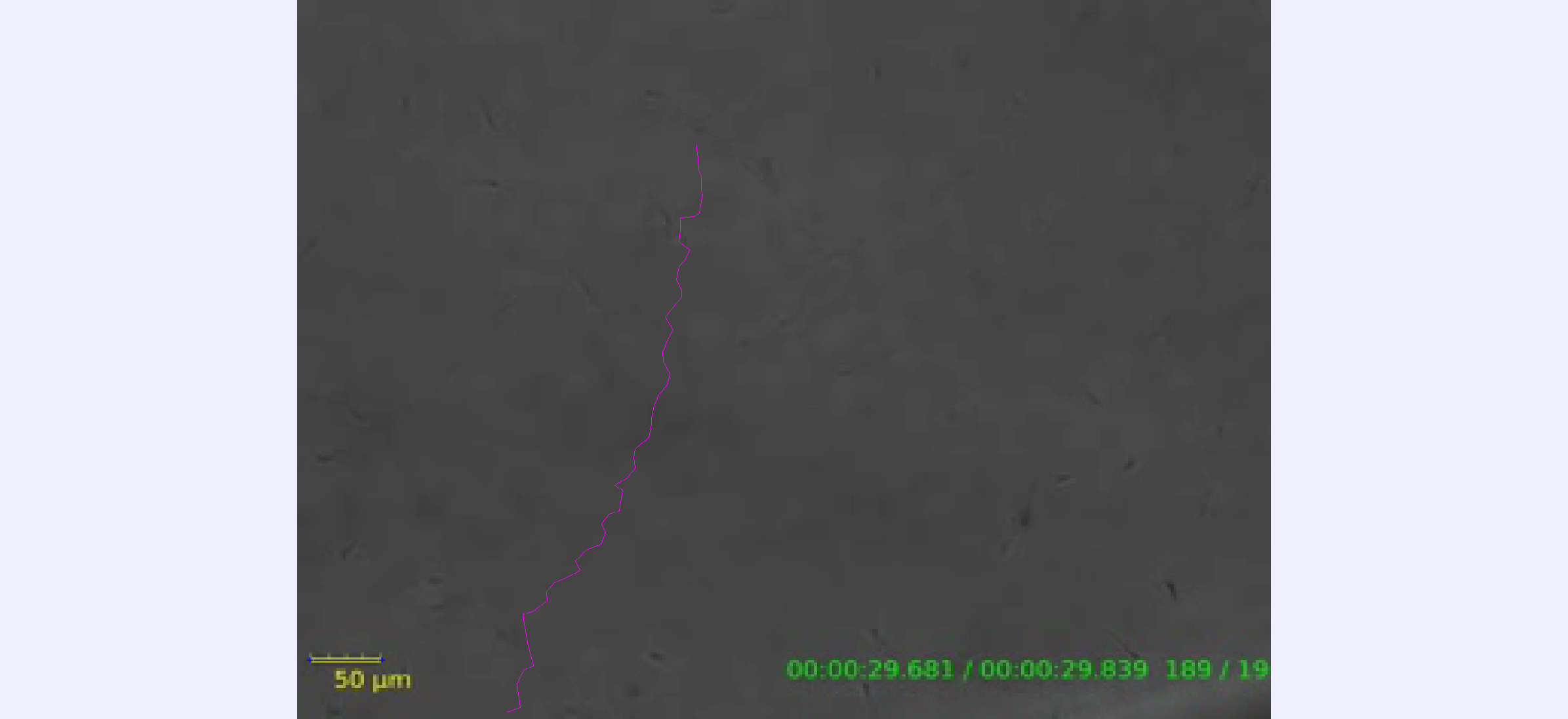 sperm tracking Object Detection Dataset by dongwon kim
