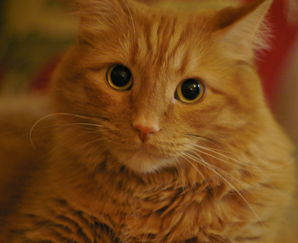 Cats detective Object Detection Model by Deneme