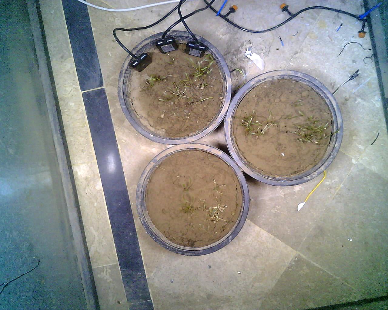 spinach Instance Segmentation Dataset by MdUzair