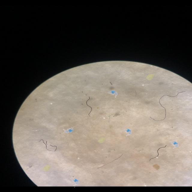 Microplastic Object Detection Dataset By Walailak University