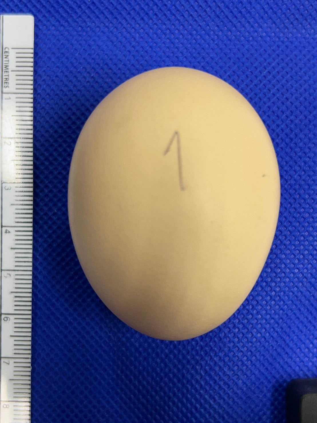 Eggmeasurement Object Detection Dataset and Pre-Trained Model by project-is1pv