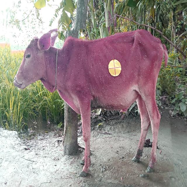 Cow segmentation Instance Segmentation Dataset and Pre-Trained Model by Work