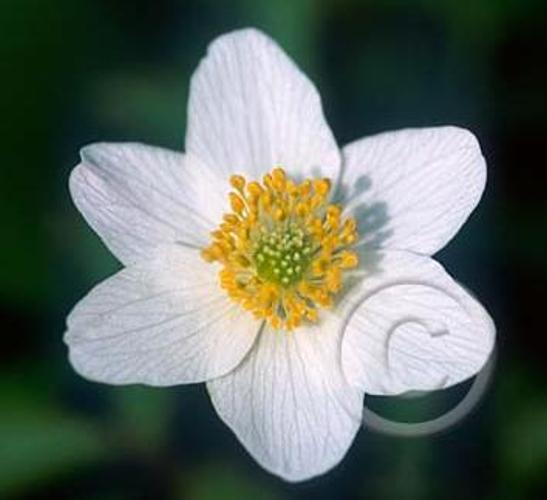 flowers Object Detection Dataset and Pre-Trained Model by student