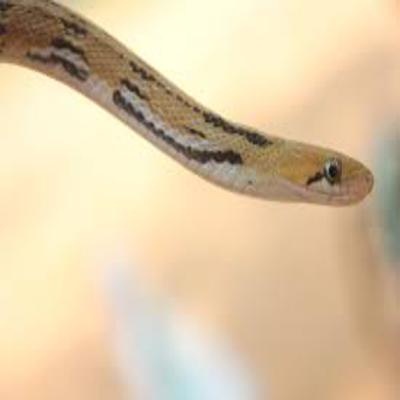 snakes Object Detection Dataset by Projects