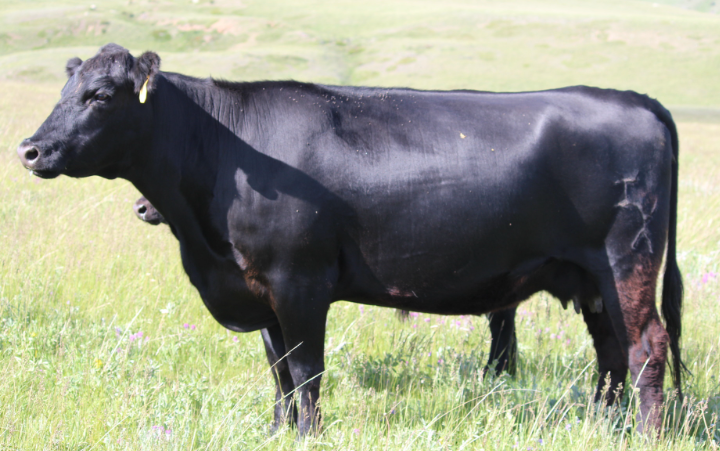 Cattle Identification Classification Model by Kaci Anderson