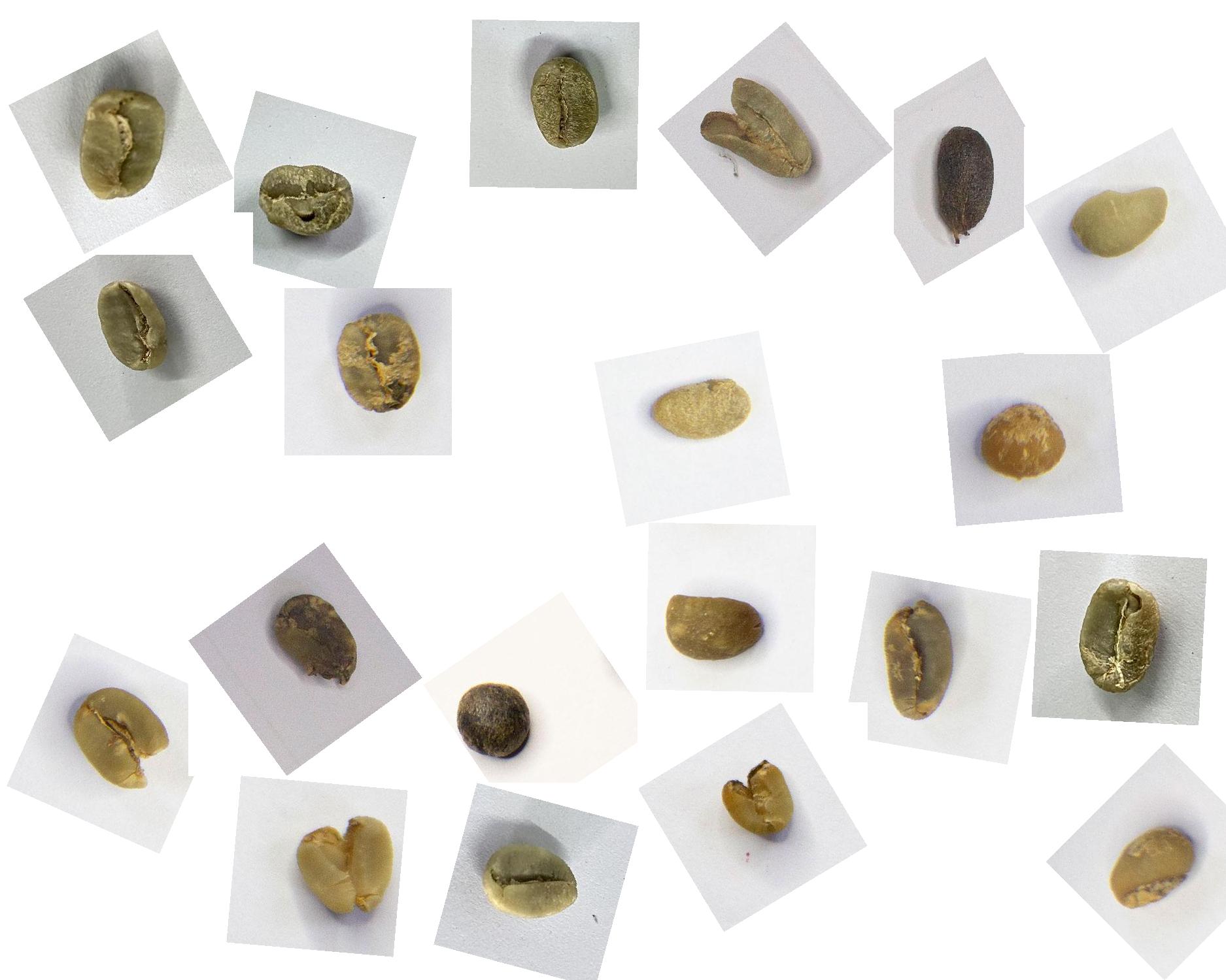 Green Coffee Bean R2 Object Detection Dataset by Jiingyi