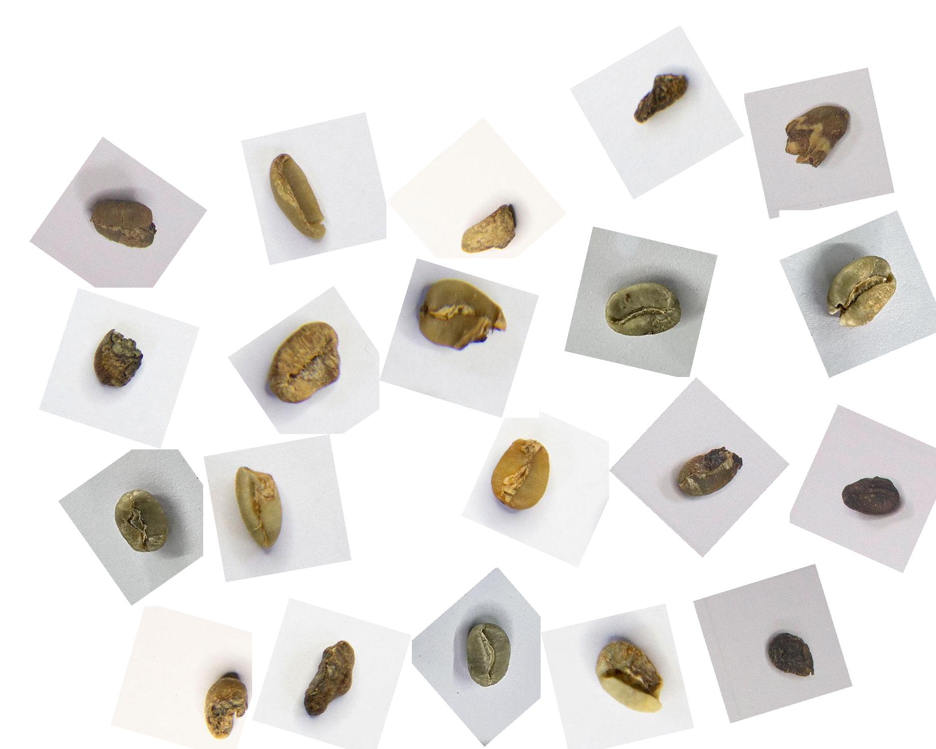 Green Coffee Beans Object Detection Model V3 2023 09 18 9 10am By