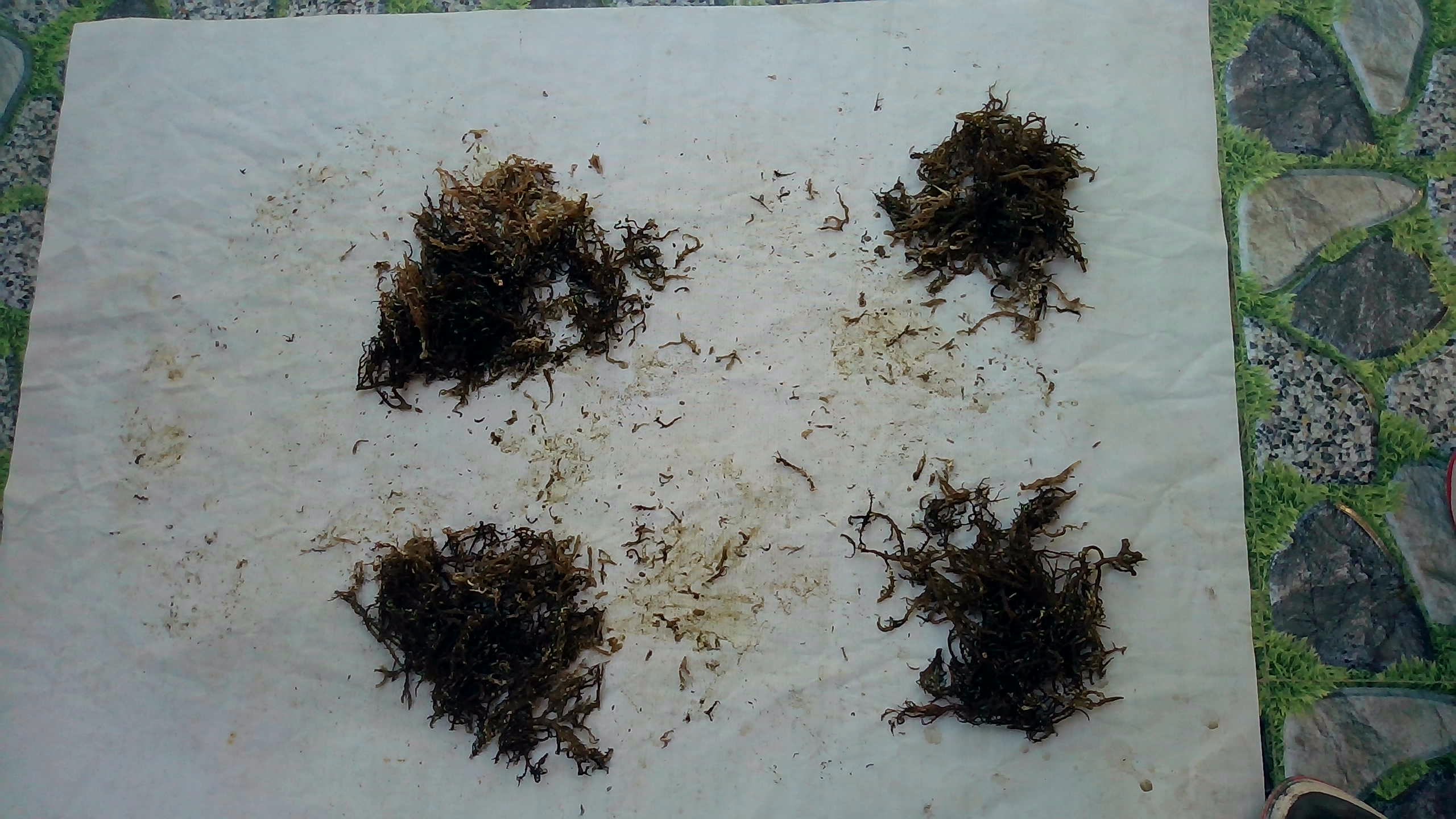 Seaweed Object Detection Model By Bruh