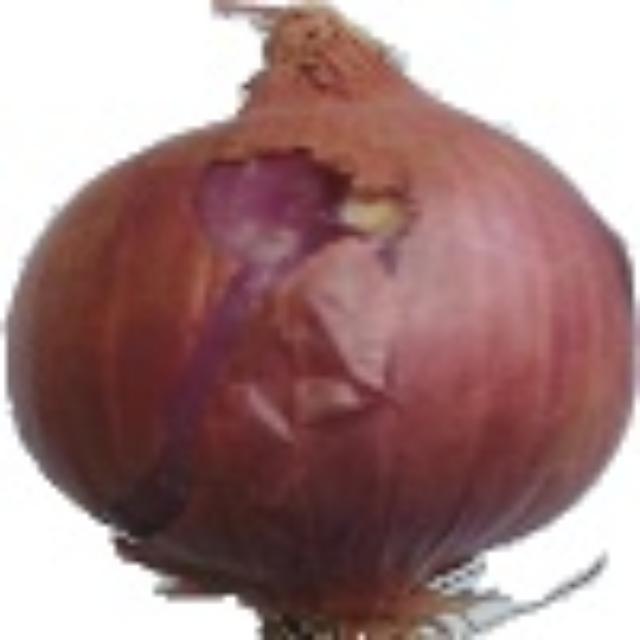 onion Object Detection Dataset by kurtda