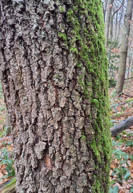 Quercus spp by Julian Frey Instance Segmentation Dataset by ...