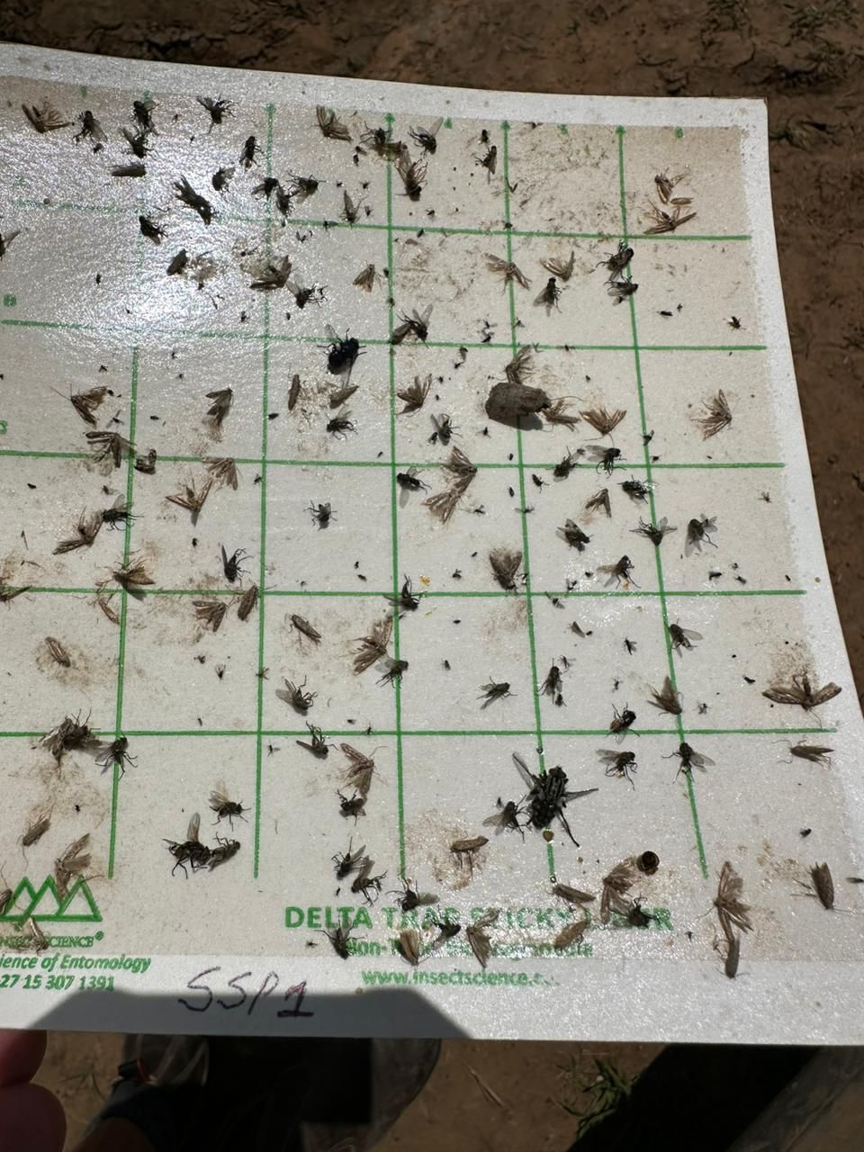 Moth Counting Object Detection Dataset by Matogen AI