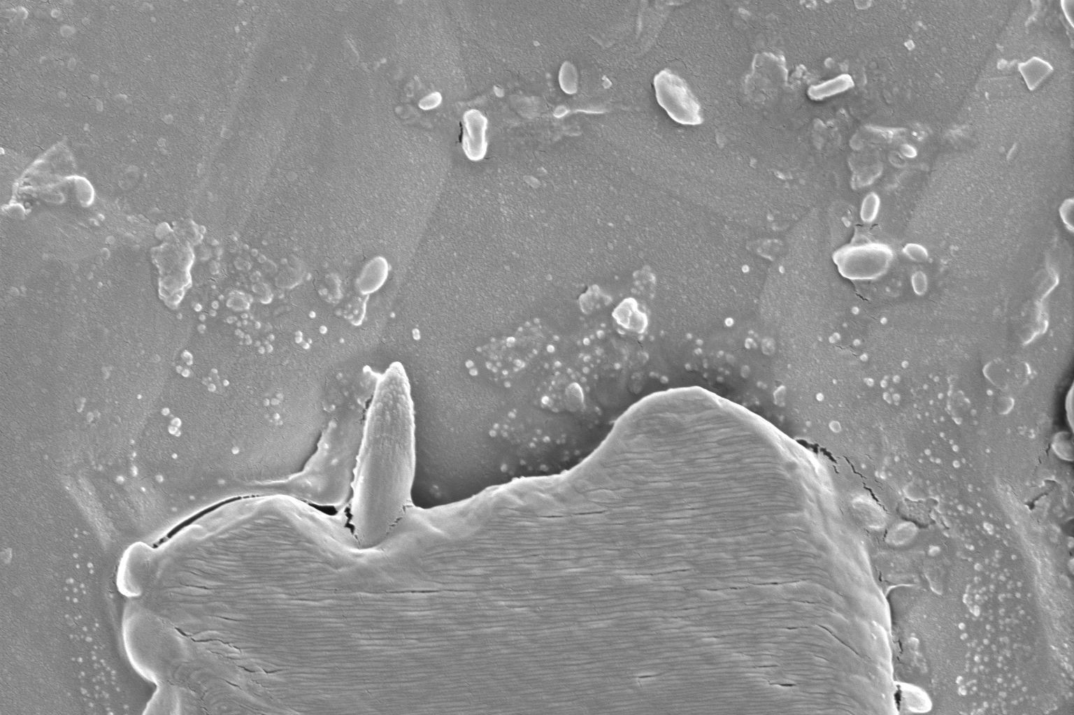 nanoparticles classification Classification Model by nanoparticles