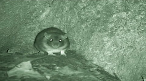 Rat Detect Object Detection Dataset by My Workspace