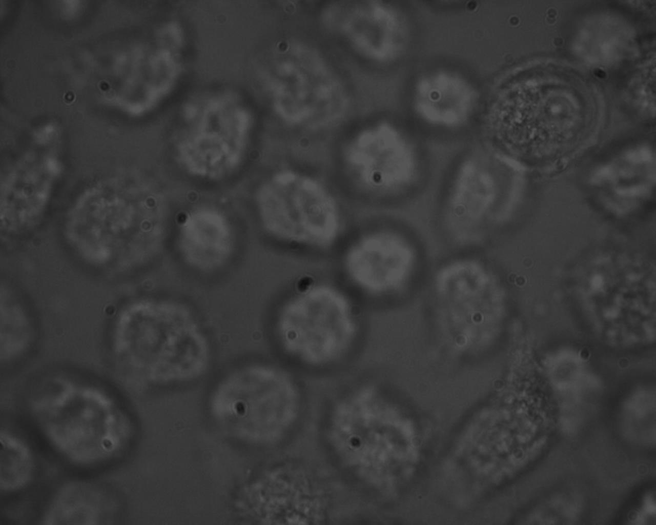 Cell Detection Object Detection Dataset And Pre Trained Model By Work