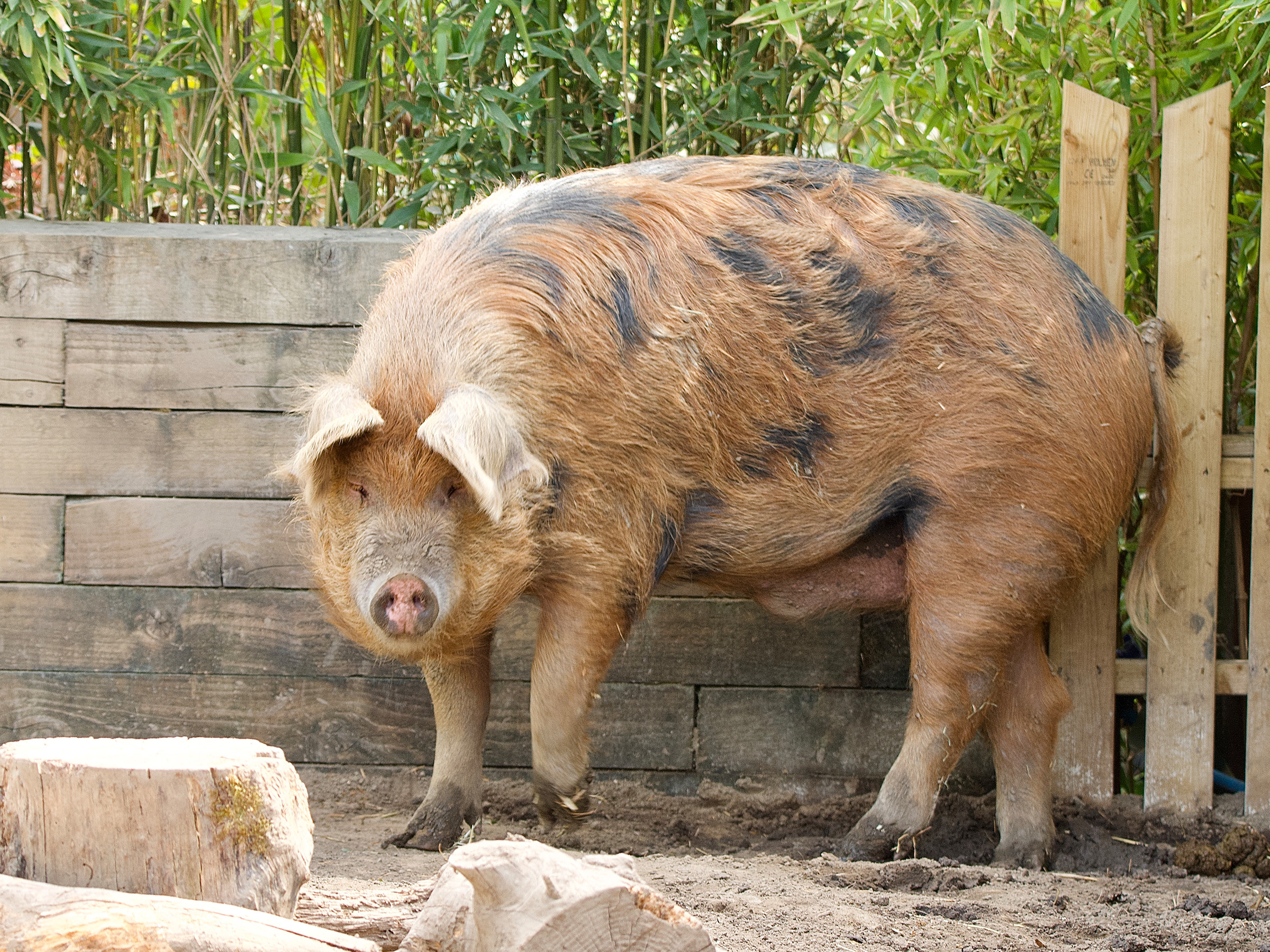 pig weight - Roboflow Universe pig weight - Roboflow Universe