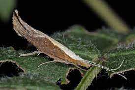 DBM Object Detection Dataset by new-workspace-pfts4