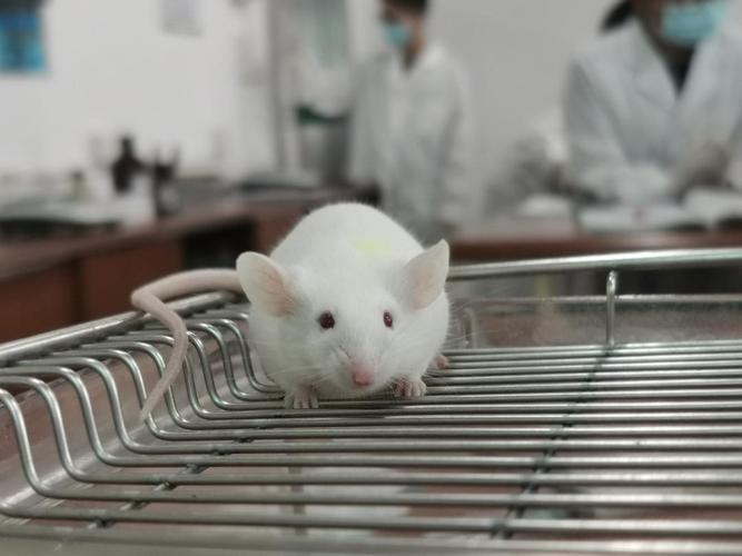 Experiment Mice Detect Object Detection Dataset by Mings Workspace