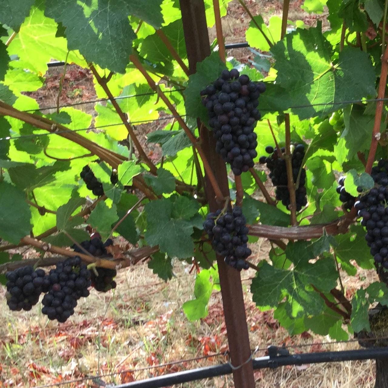 workshop1-odject-Detection Object Detection Dataset and Pre-Trained Model by Rungrat