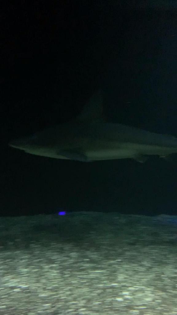 under water detection Object Detection Dataset by Orangewood