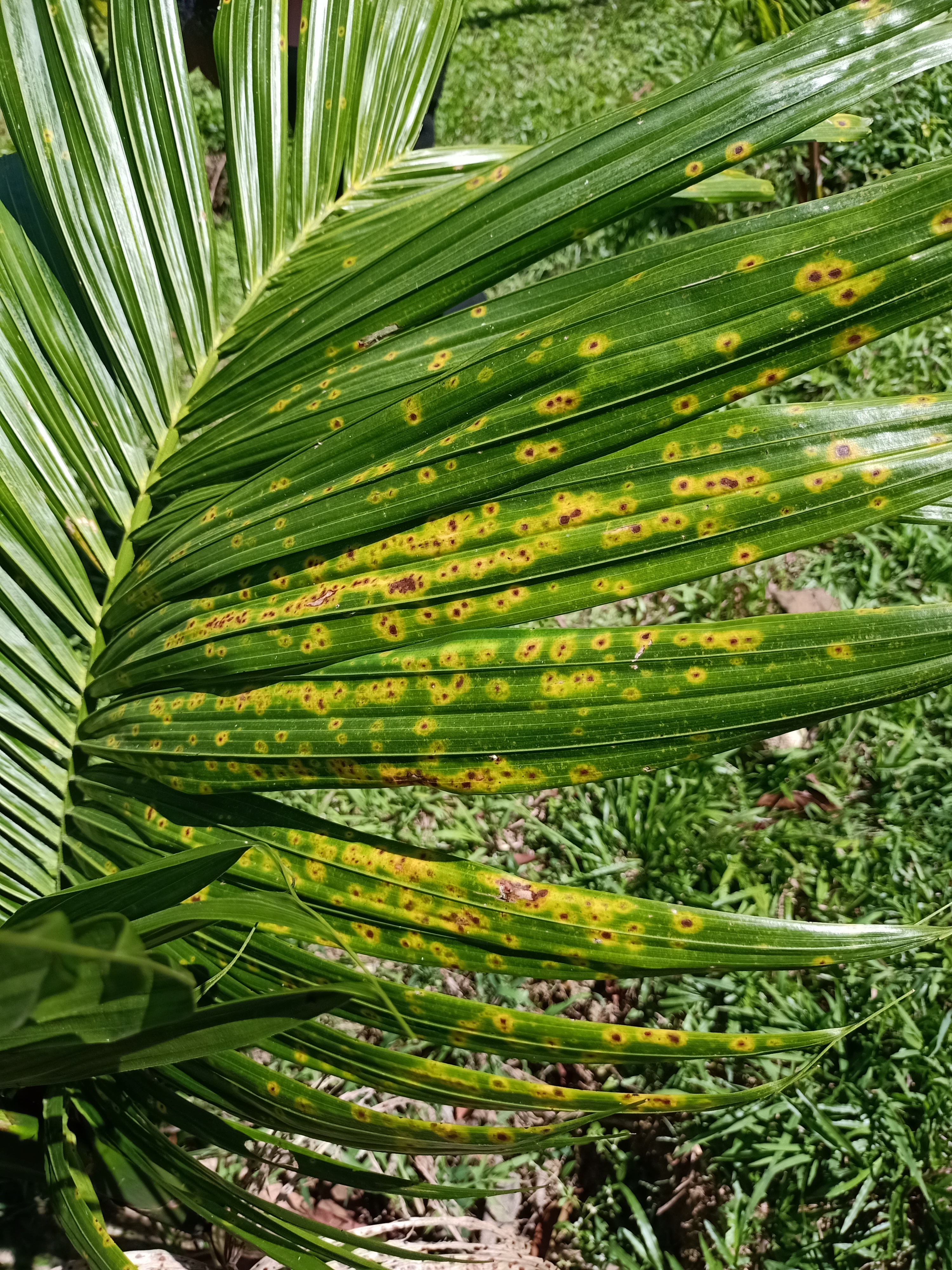 arecanut leaf disease Object Detection Model by arecanut
