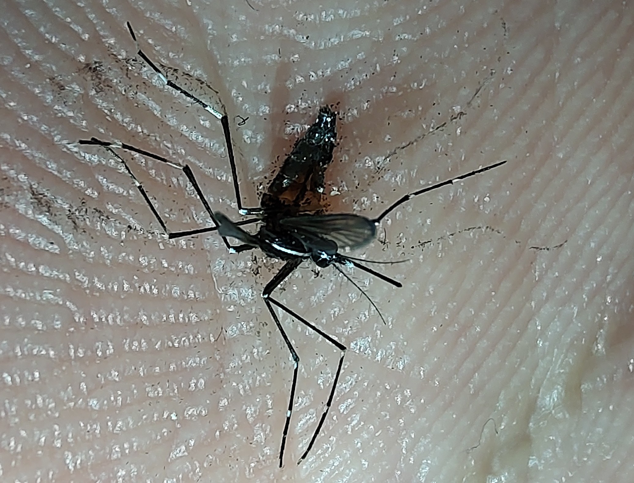 aedes aegypti Object Detection Dataset and Pre-Trained Model by mosquito