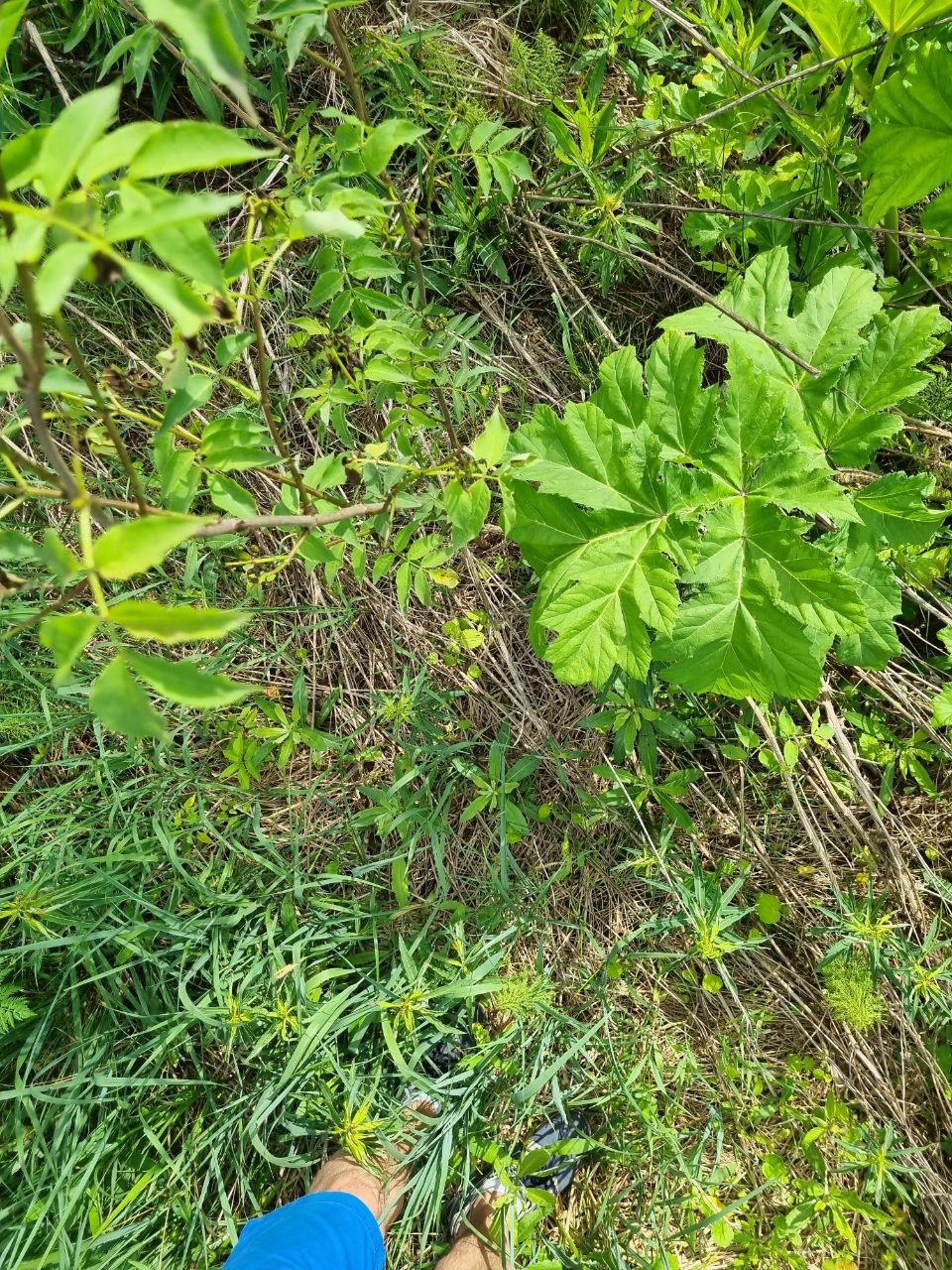 Borshevik Object Detection Dataset By Proekt