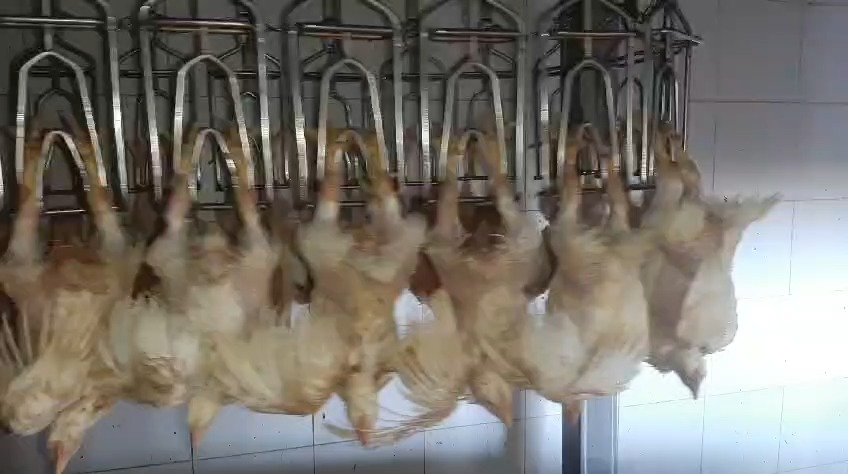 Chickens Head - Roboflow Universe