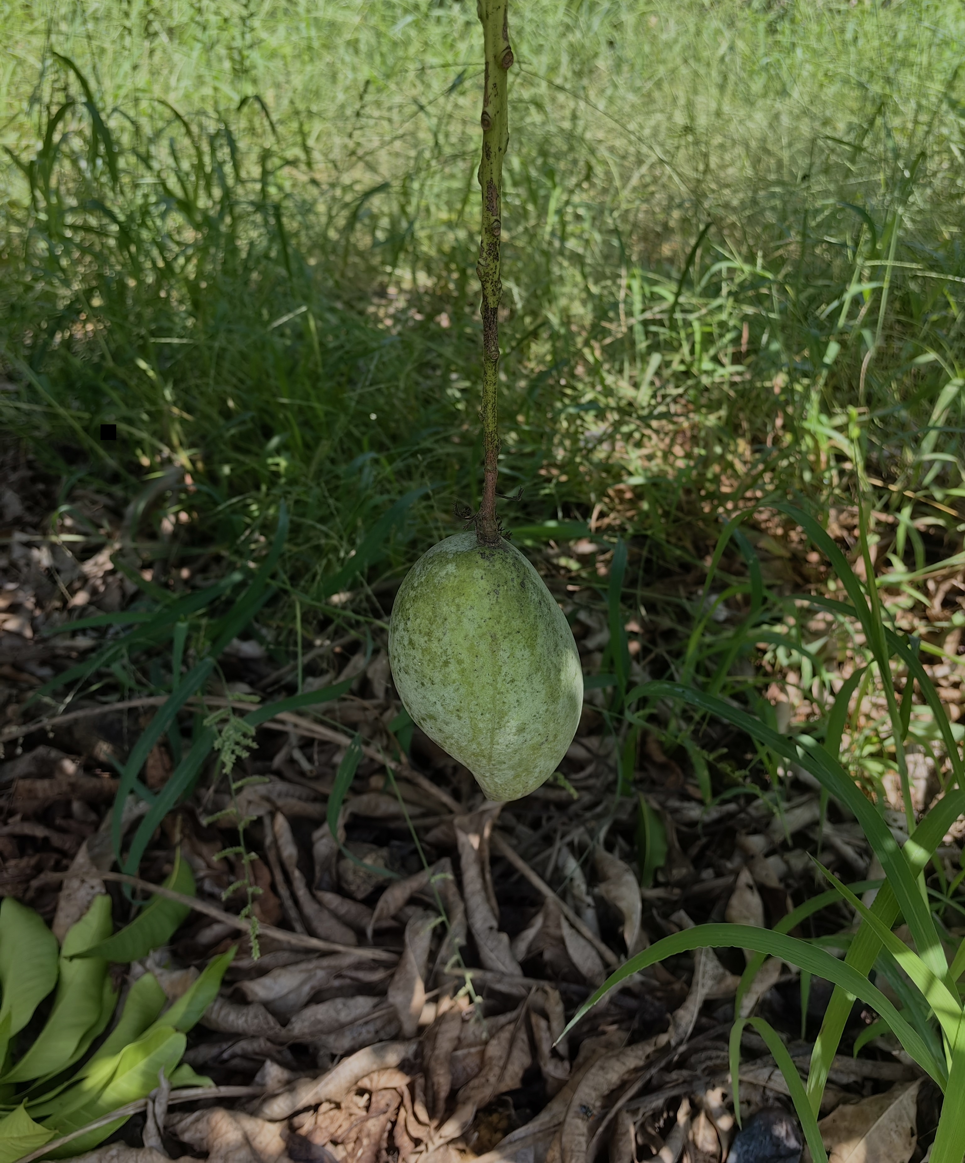 Mango Harvesting Instance Segmentation Dataset by mango detection