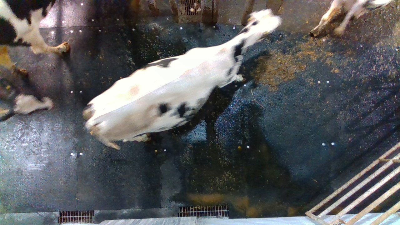 Cows-2.0 Instance Segmentation Dataset by Cows