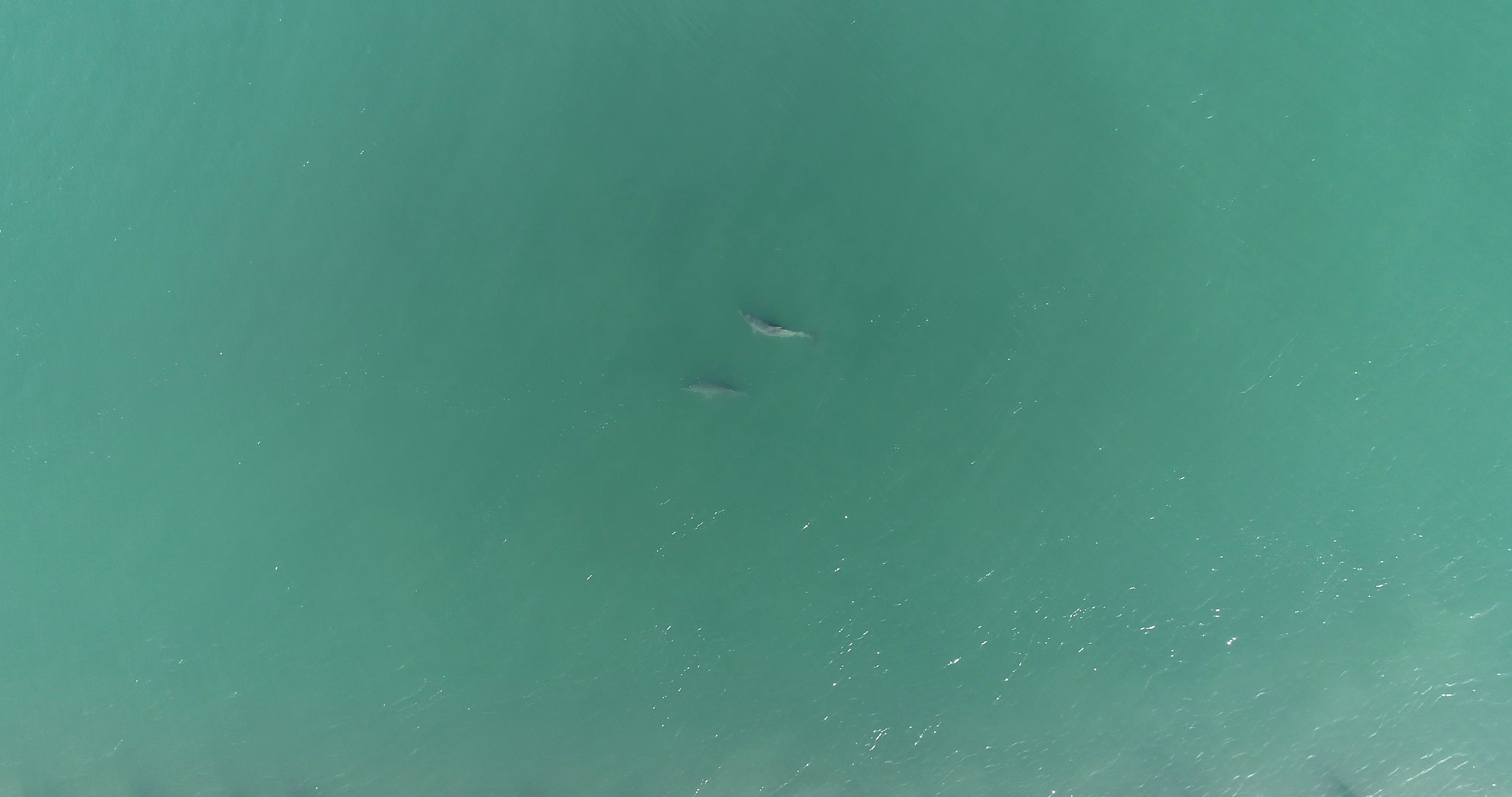 Sample Object Detection Dataset By Detections